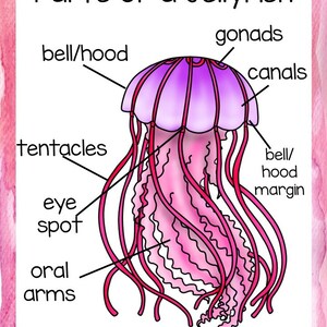 Life Cycle of a Jellyfish Science Curriculum Unit. Worksheets ...