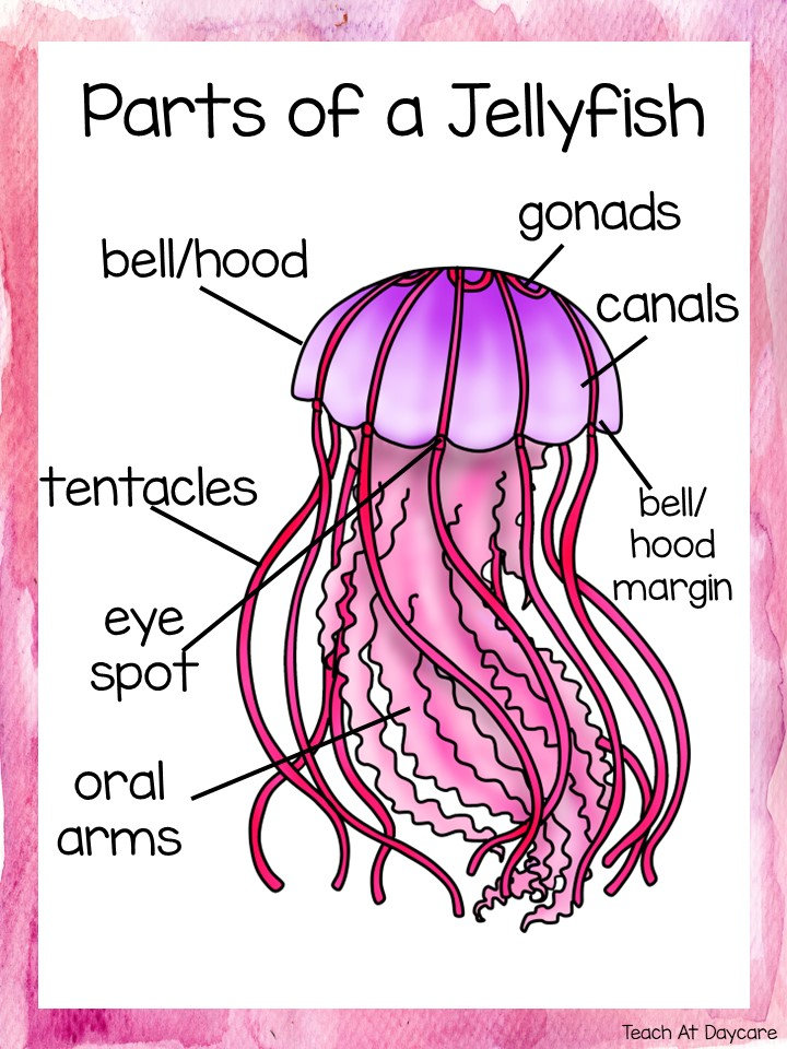 Life Cycle of a Jellyfish Science Curriculum Unit. Worksheets ...
