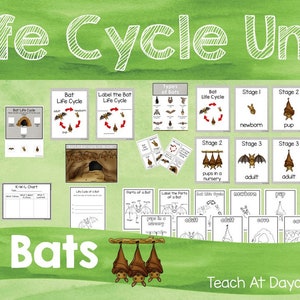 Life Cycle of a Bat Science Curriculum Unit. Worksheets, Activities ...