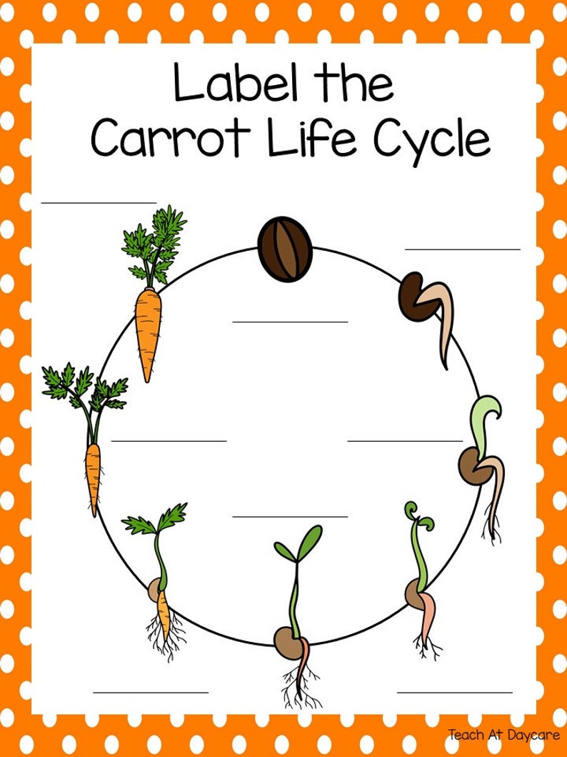 Life Cycle of a Carrot Science Curriculum Unit. Worksheets, Activities ...