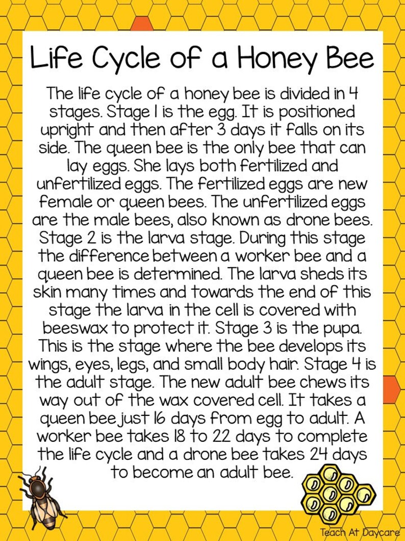 Life Cycle of a Honey Bee Science Curriculum Unit. Worksheets ...