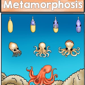 Life Cycle of an Octopus Science Curriculum Unit. Worksheets ...