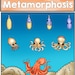 Life Cycle of an Octopus Science Curriculum Unit. Worksheets ...