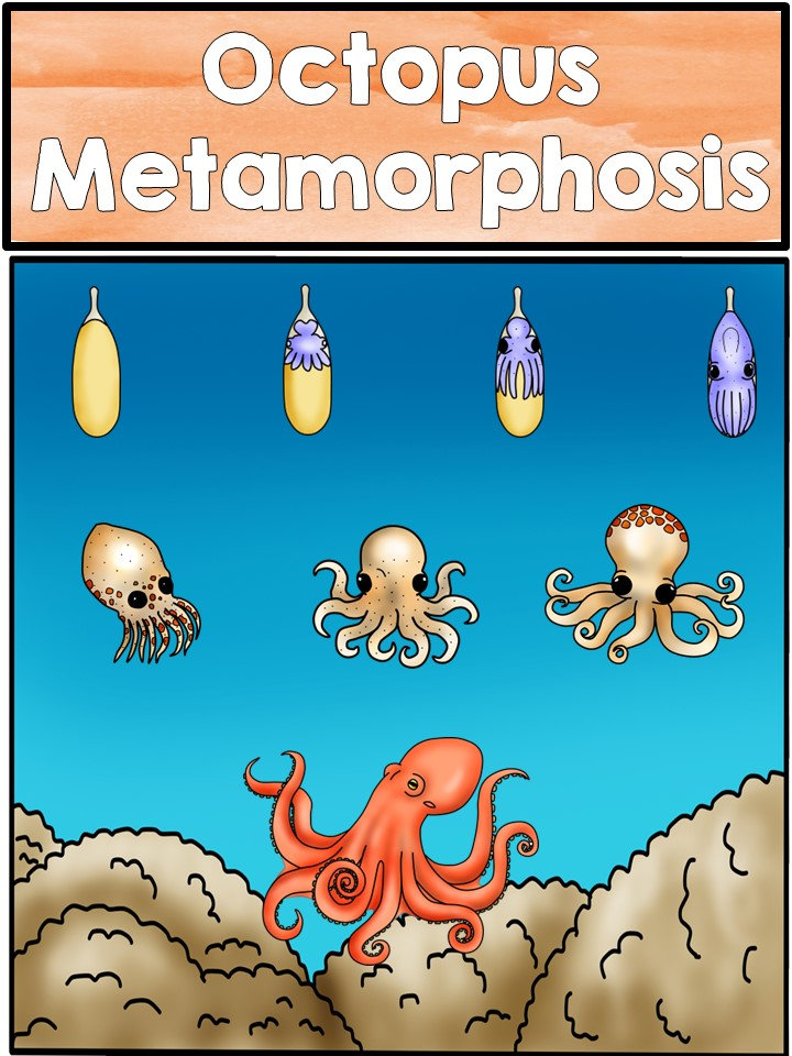 Life Cycle of an Octopus Science Curriculum Unit. Worksheets ...
