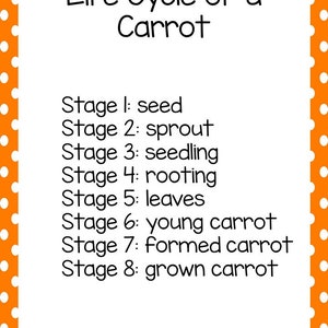 Life Cycle of a Carrot Science Curriculum Unit. Worksheets, Activities ...