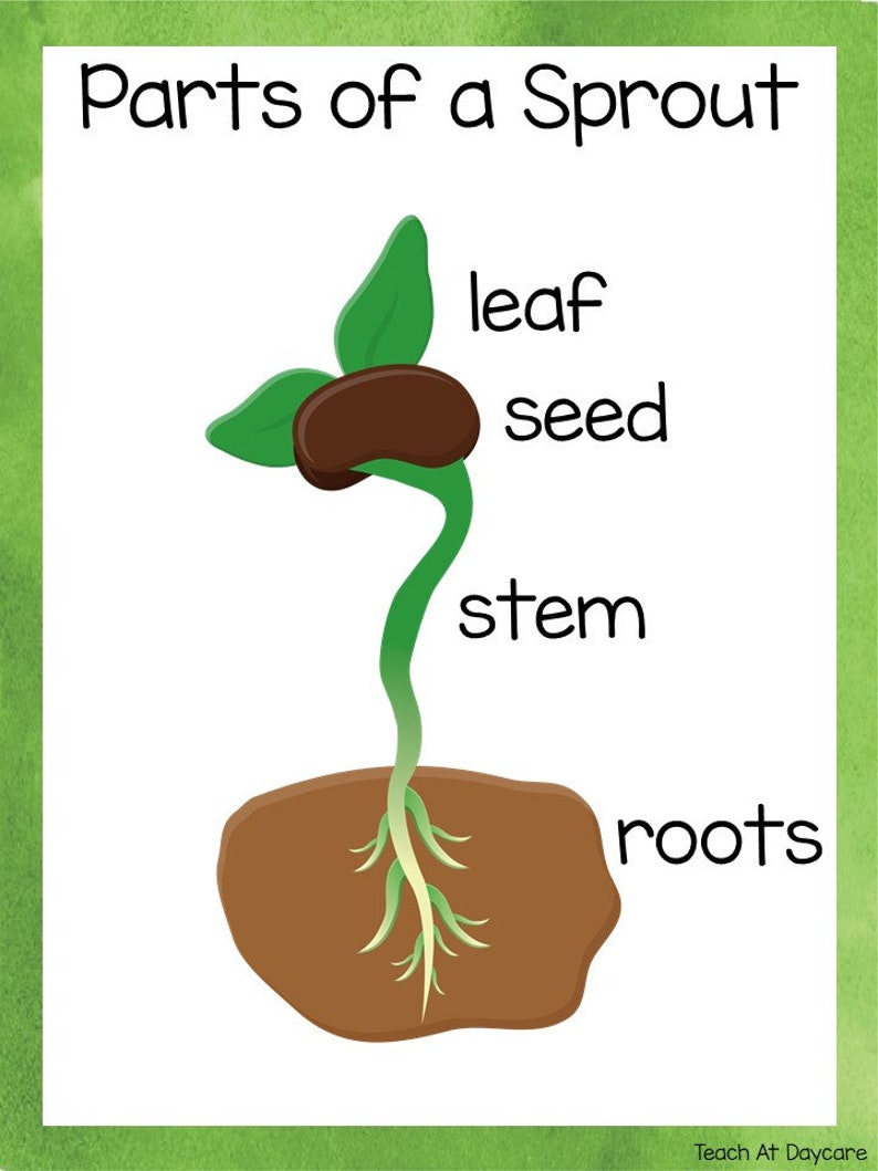 Life Cycle of a Plant Science Curriculum Unit. Worksheets, Activities ...