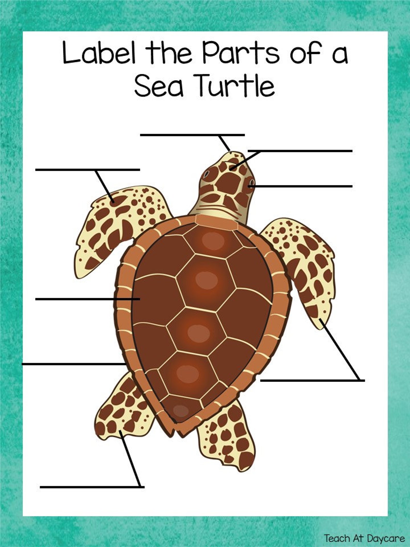 Life Cycle of a Sea Turtle Science Curriculum Unit. Worksheets ...