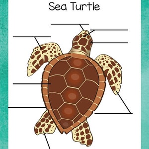 Life Cycle of a Sea Turtle Science Curriculum Unit. Worksheets ...