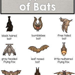 Life Cycle of a Bat Science Curriculum Unit. Worksheets, Activities ...