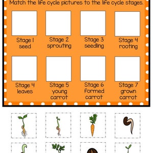 Life Cycle of a Carrot Science Curriculum Unit. Worksheets, Activities ...