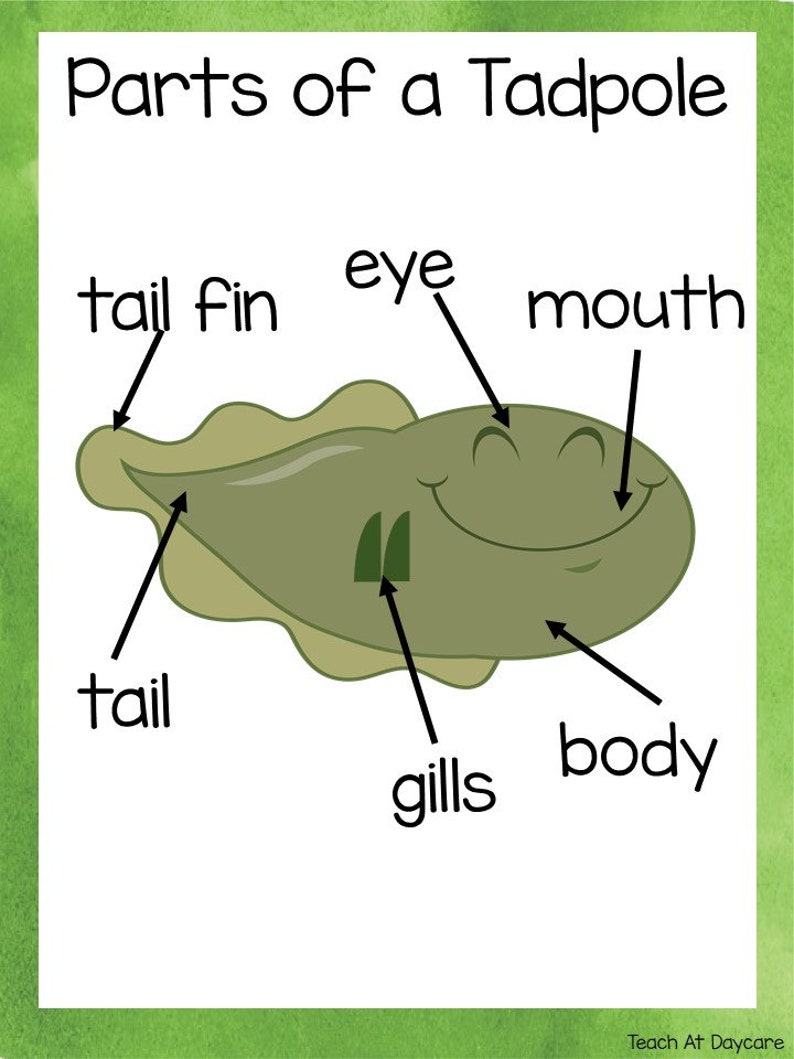 Life Cycle of a Frog Science Curriculum Unit. Worksheets, Activities ...