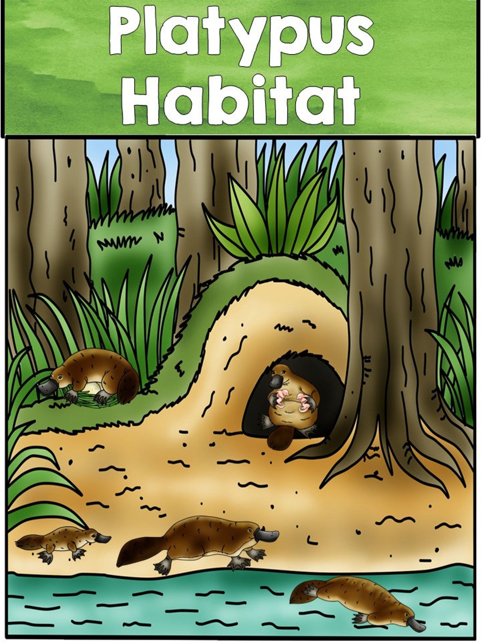 Life Cycle of a Platypus Science Curriculum Unit. Worksheets ...