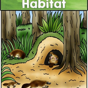 Life Cycle of a Platypus Science Curriculum Unit. Worksheets ...