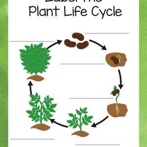 Life Cycle of a Plant Science Curriculum Unit. Worksheets, Activities ...