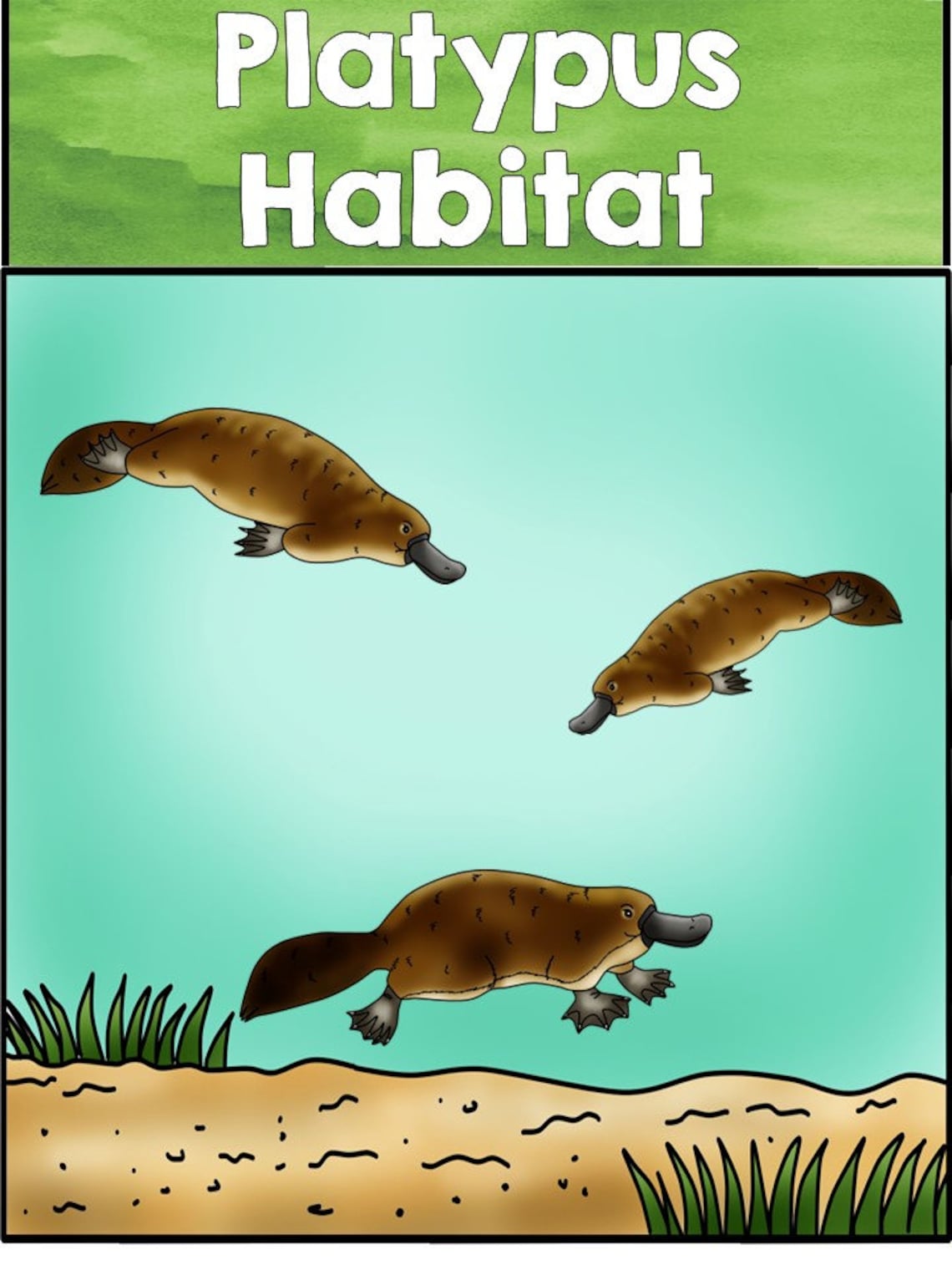 Life Cycle of a Platypus Science Curriculum Unit. Worksheets ...