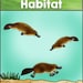 Life Cycle of a Platypus Science Curriculum Unit. Worksheets ...