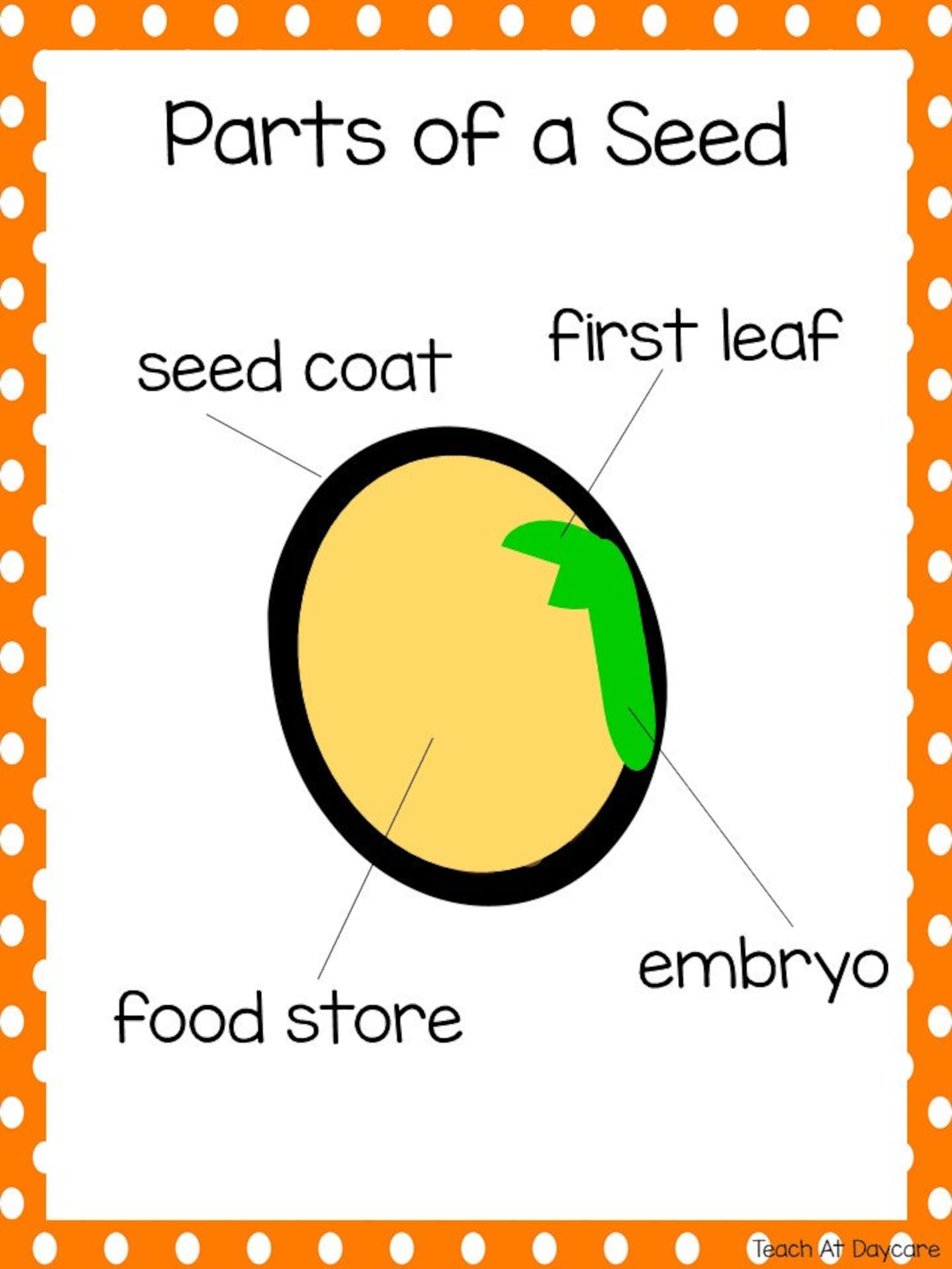 Life Cycle of a Carrot Science Curriculum Unit. Worksheets, Activities ...