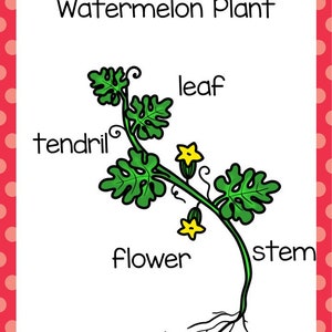 Life Cycle of a Watermelon Science Curriculum Unit. Worksheets ...