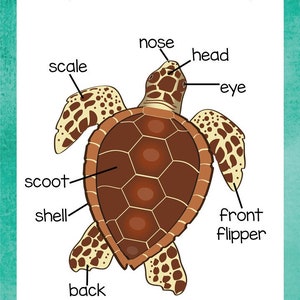 Life Cycle of a Sea Turtle Science Curriculum Unit. Worksheets ...