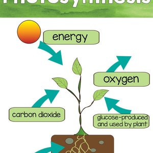 Life Cycle of a Plant Science Curriculum Unit. Worksheets, Activities ...