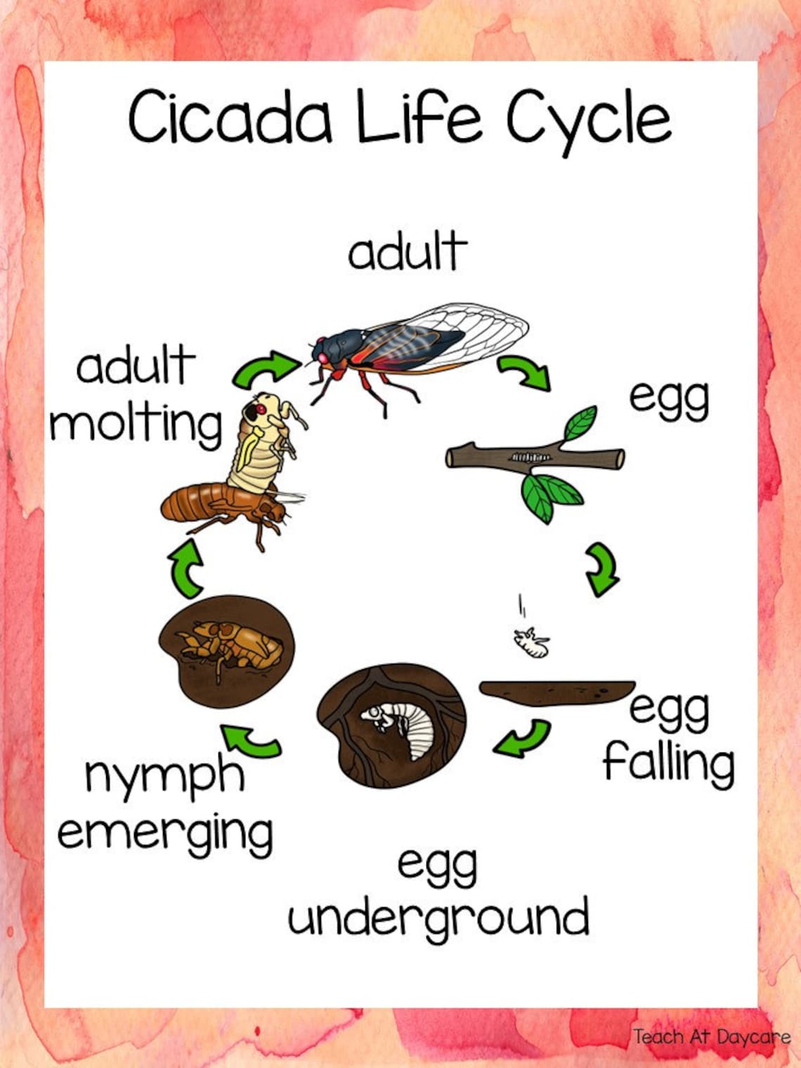 Life Cycle of a Cicada Science Curriculum Unit. Worksheets, Activities ...