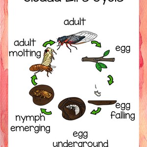 Life Cycle of a Cicada Science Curriculum Unit. Worksheets, Activities ...