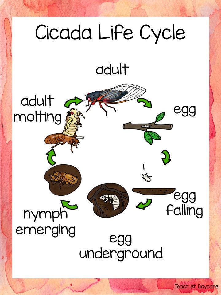 Life Cycle of a Cicada Science Curriculum Unit. Worksheets, Activities ...