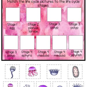 Life Cycle of a Jellyfish Science Curriculum Unit. Worksheets ...