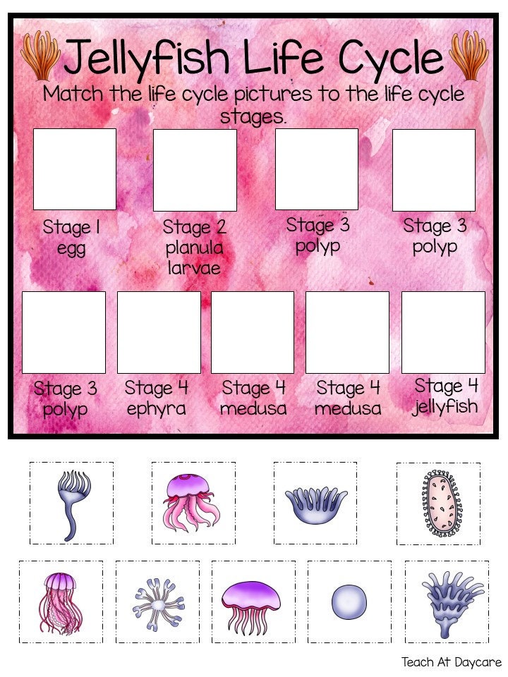 Life Cycle of a Jellyfish Science Curriculum Unit. Worksheets ...