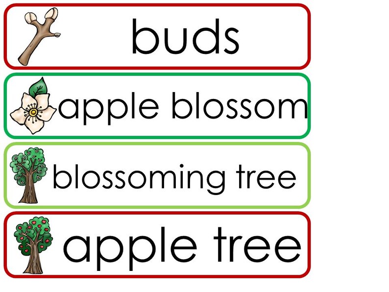 Apples Single Week Themed Word Wall Set. Classroom Bulletin - Etsy