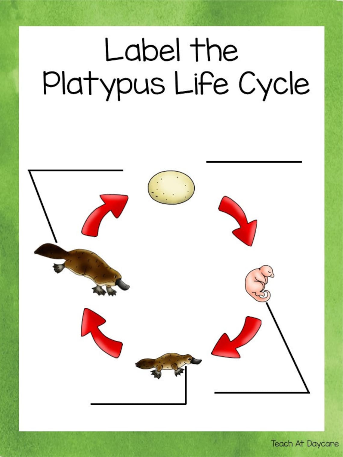 Life Cycle of a Platypus Science Curriculum Unit. Worksheets ...