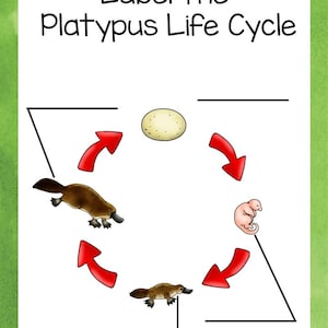 Life Cycle of a Platypus Science Curriculum Unit. Worksheets ...