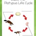 Life Cycle of a Platypus Science Curriculum Unit. Worksheets ...