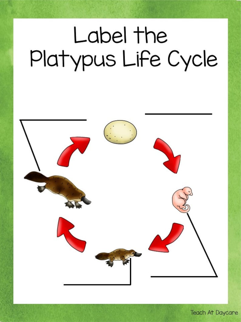 Life Cycle of a Platypus Science Curriculum Unit. Worksheets ...