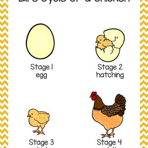 Life Cycle of a Chicken Science Curriculum Unit. Worksheets, Activities ...