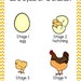 Life Cycle of a Chicken Science Curriculum Unit. Worksheets, Activities ...