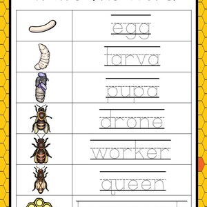 Life Cycle of a Honey Bee Science Curriculum Unit. Worksheets ...