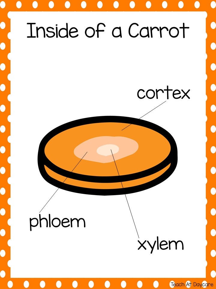 Life Cycle of a Carrot Science Curriculum Unit. Worksheets, Activities ...