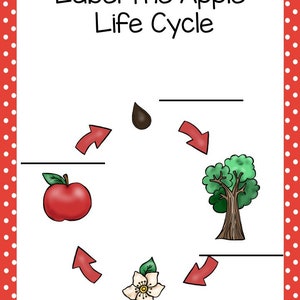 Life Cycle of an Apple Science Curriculum Unit. Worksheets, Activities ...