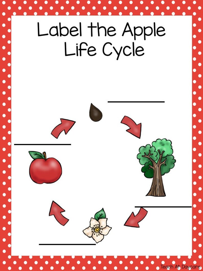 Life Cycle of an Apple Science Curriculum Unit. Worksheets, Activities ...