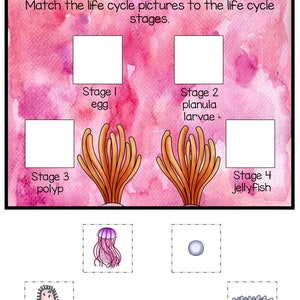 Life Cycle of a Jellyfish Science Curriculum Unit. Worksheets ...