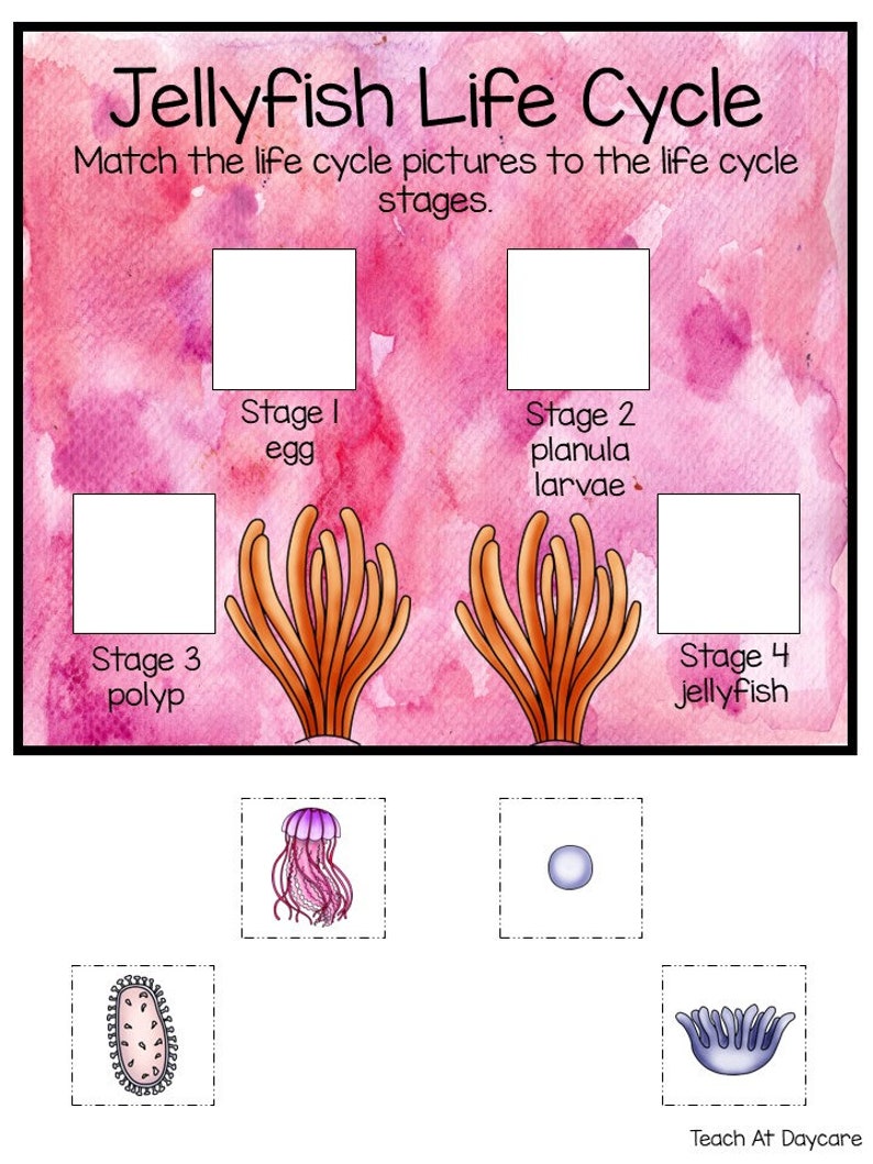 Life Cycle of a Jellyfish Science Curriculum Unit. Worksheets ...