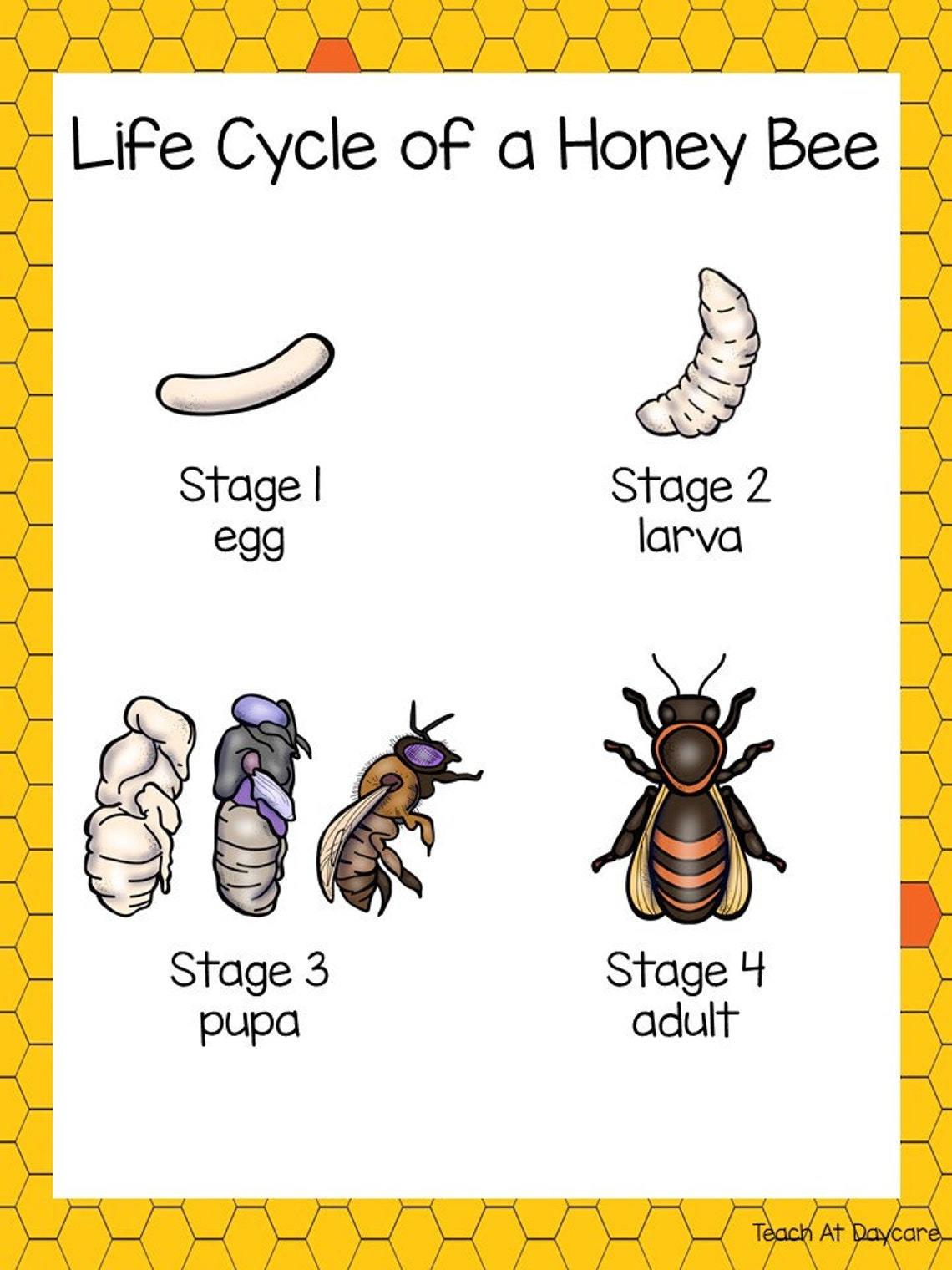Life Cycle of a Honey Bee Science Curriculum Unit. Worksheets ...