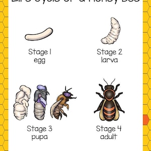 Life Cycle of a Honey Bee Science Curriculum Unit. Worksheets ...