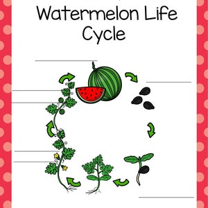 Life Cycle of a Watermelon Science Curriculum Unit. Worksheets ...