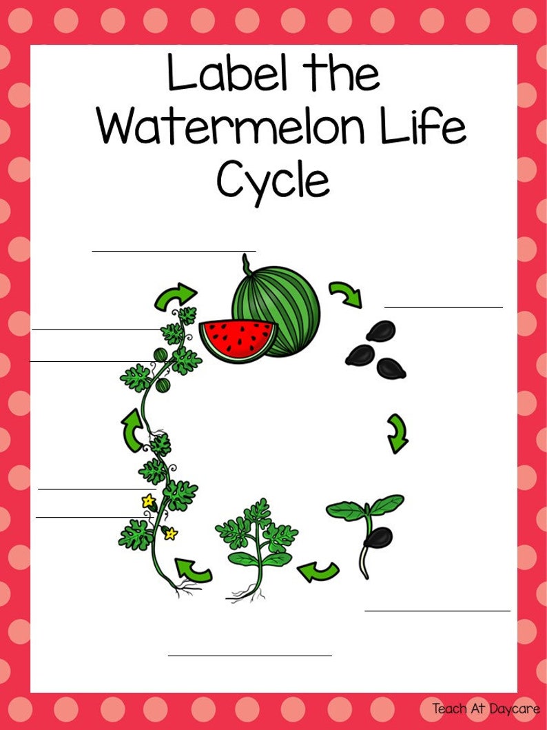 Life Cycle of a Watermelon Science Curriculum Unit. Worksheets ...