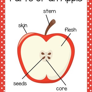 Life Cycle of an Apple Science Curriculum Unit. Worksheets, Activities ...