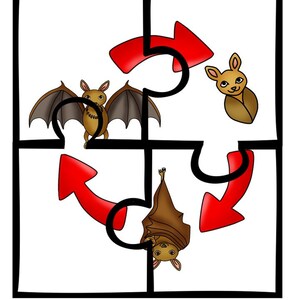 Life Cycle of a Bat Science Curriculum Unit. Worksheets, Activities ...