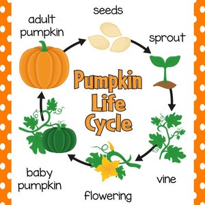 Life Cycle of a Pumpkin Science Curriculum Unit. Worksheets, Activities ...