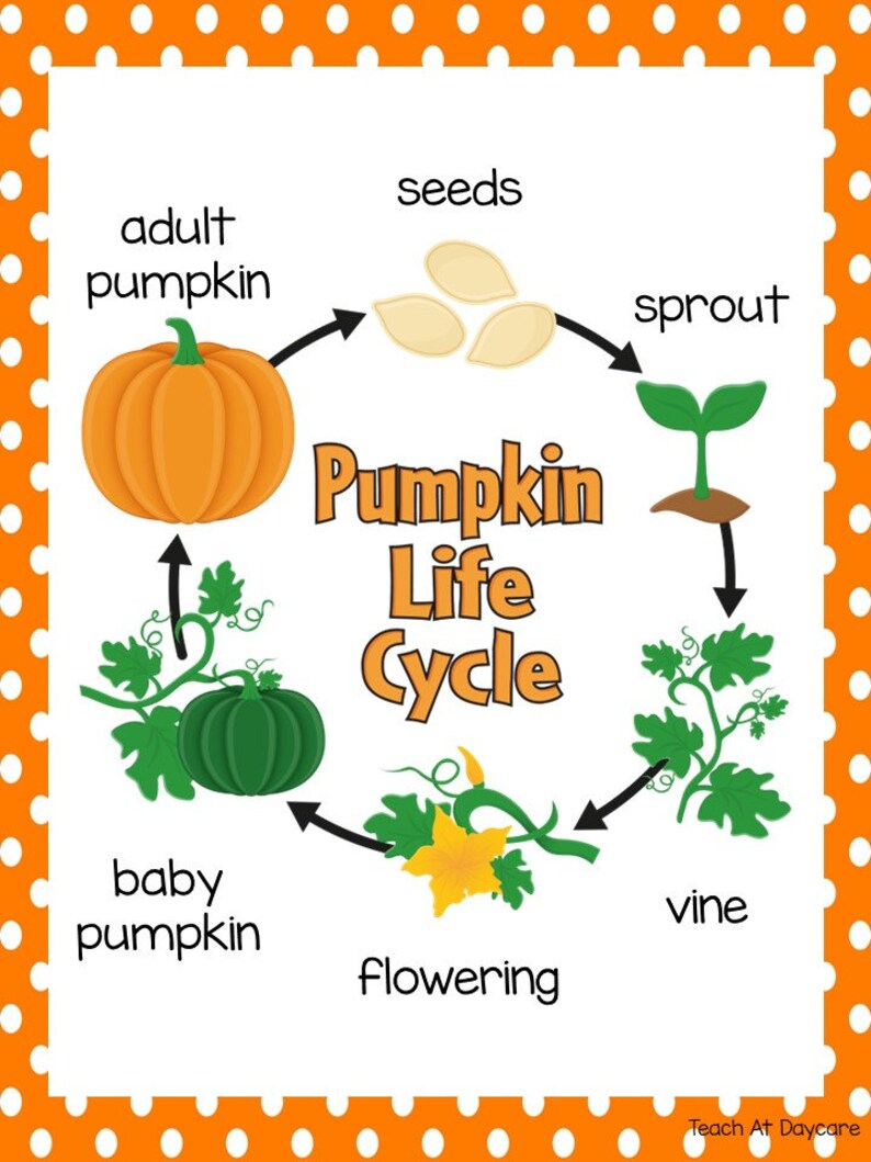 Life Cycle of a Pumpkin Science Curriculum Unit. Worksheets, Activities ...